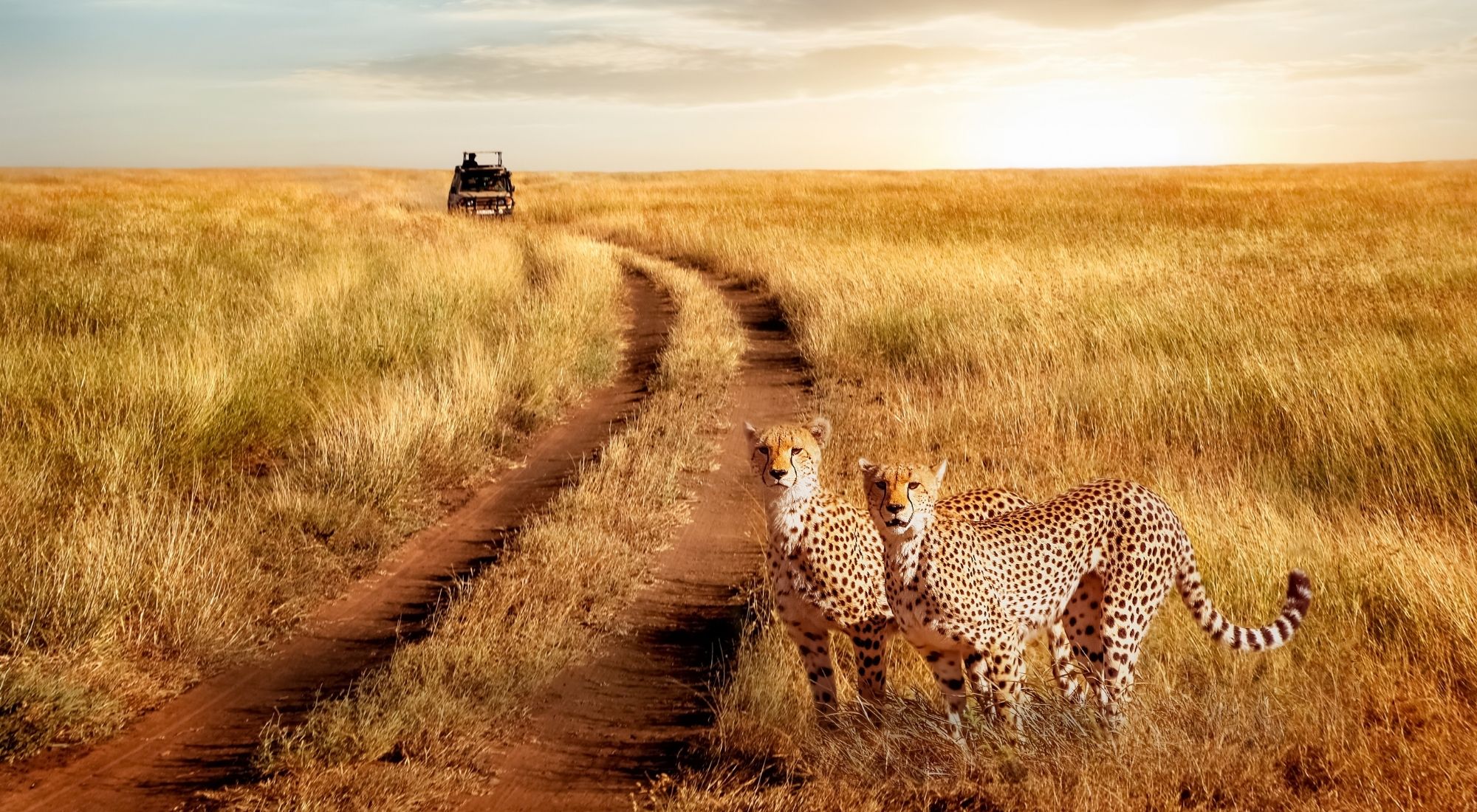 The Smiling Zebra : spécialiste de la Tanzanie